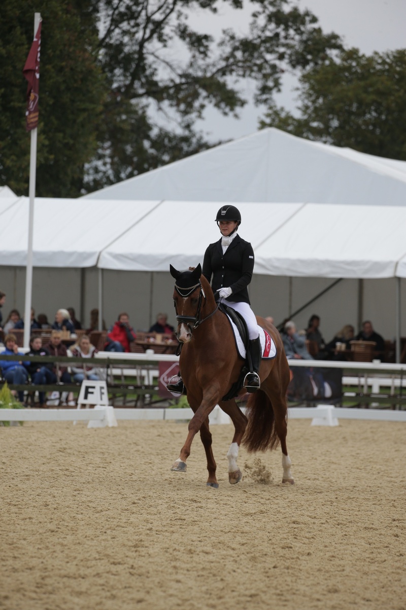 Scales of Training - Straightness - Harris Equestrian